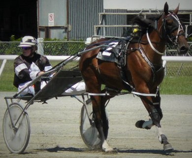NZ METRO-NEWCASTLE (NSW), Feb 22-23 - Mark Jones Harness Racing